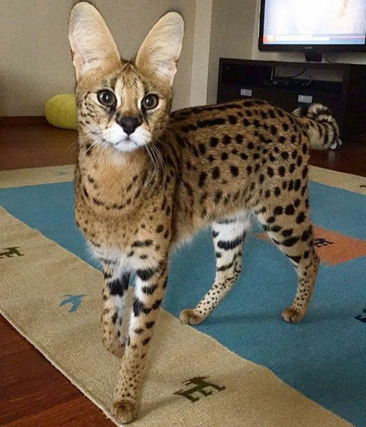 Exotic Pet Expert Thomas Harford Columbia Shares His Advice About Owning Serval Cats | by Thomas ...
