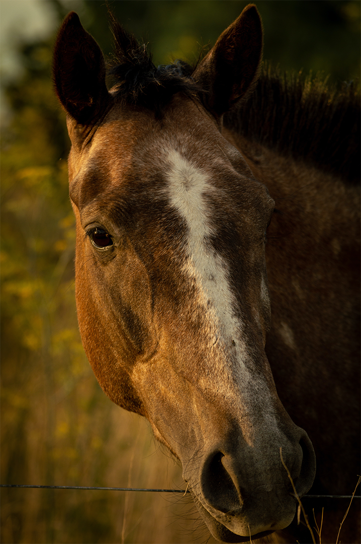 Horse Facial Marking #Snip - Optidogls - Medium