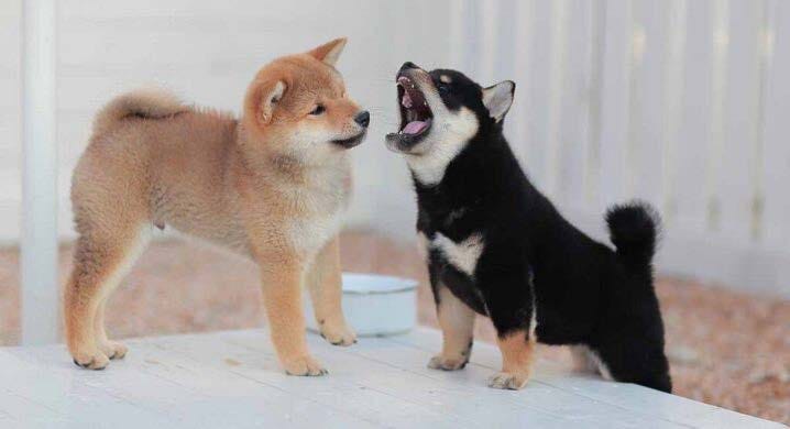 Phase 1 complete. Shiba Becomes more Decentralized. | by Ryuji Himode ...