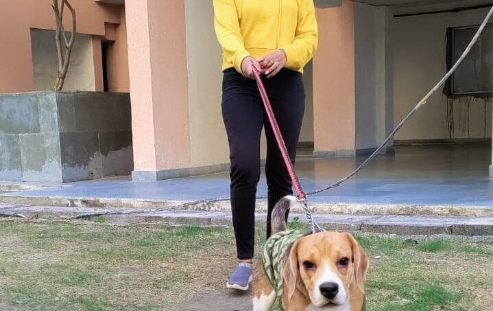 What Really Happens At The Best Dog Boarding In Noida? | by Snouters ...
