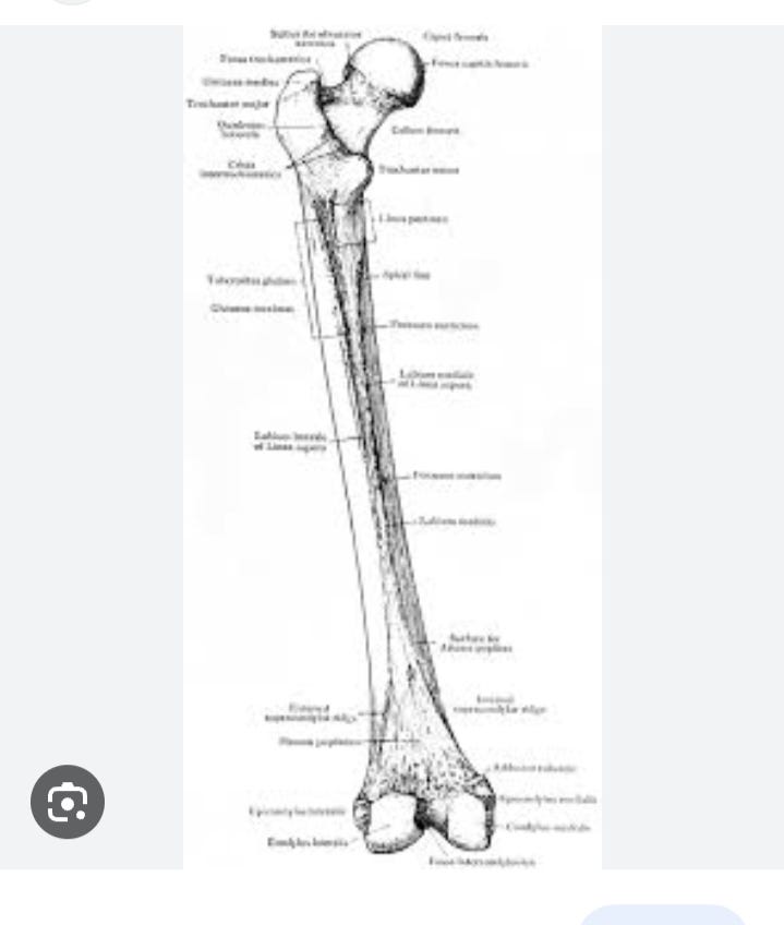 Bones: Structure, Function, Importance | by Ibrar Ahmad | Sep, 2023 ...