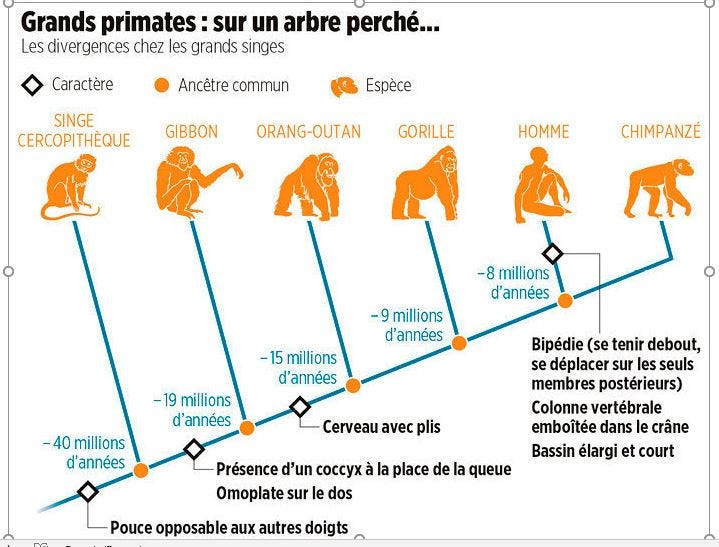 Evolution … Homo Sapiens. Source: Le Point | by Skeptic Kozobiani | Medium