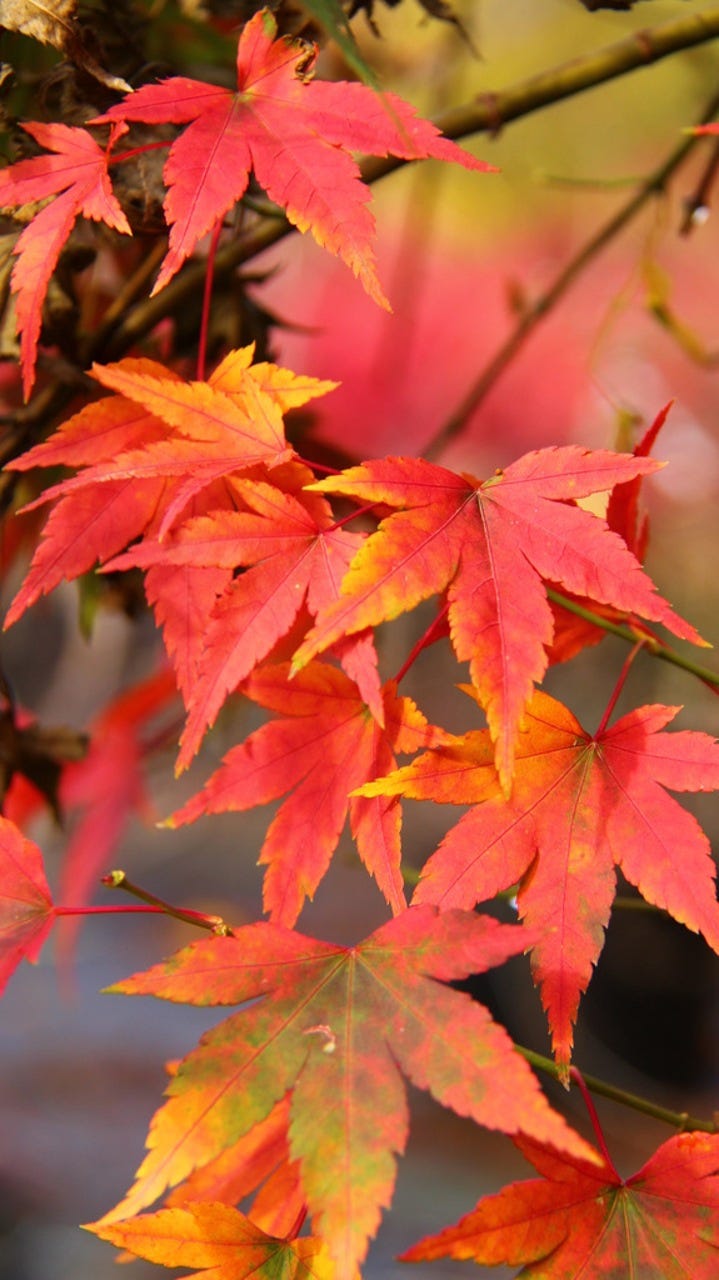 Taking Care of Your Weeping Japanese Maples | by Tyler Donawan | Medium