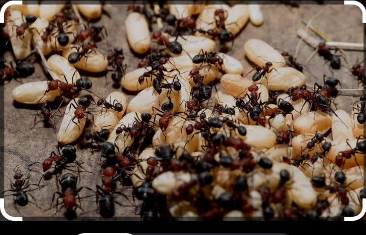..Scientific Information.. Science has discovered that when ants ...