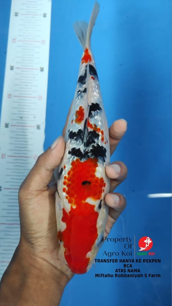 Petani Koi Lokal Grade A Terbesar di Surakarta 085791708791 Kirim ...