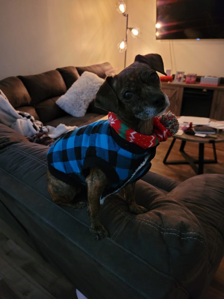 Britney LaLuna Kray Kray. Never have I known a dog to be so picky… | by ...
