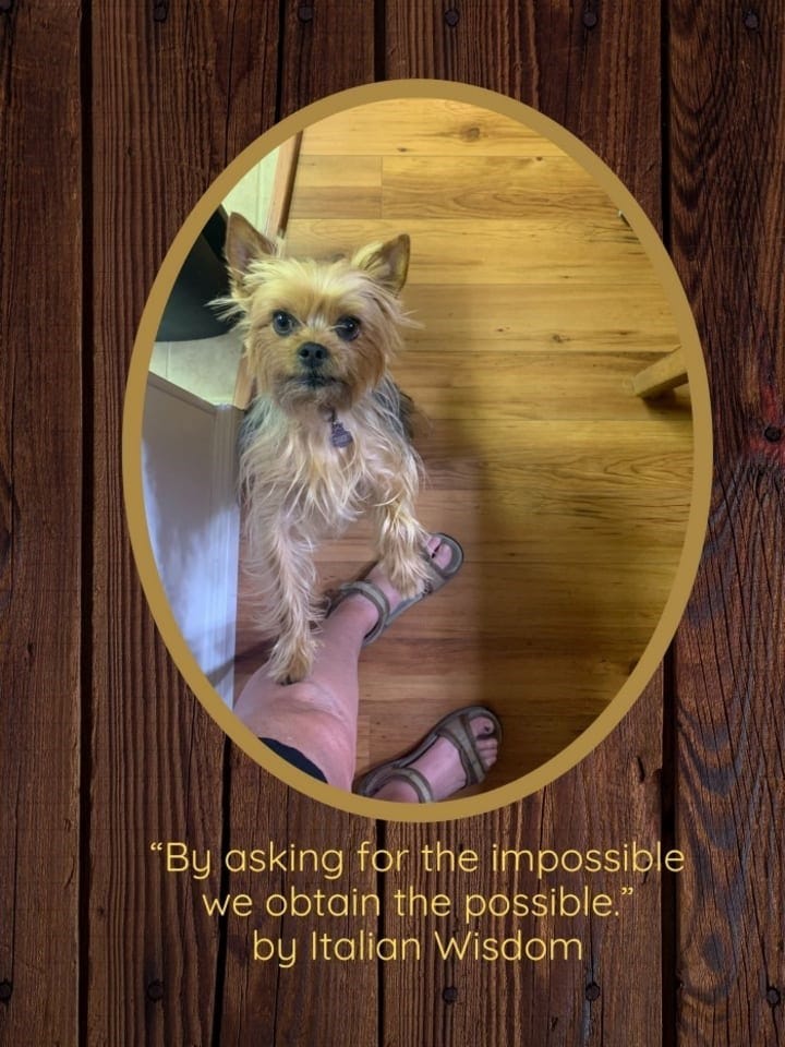 A Dog Taught Me the Importance of Asking for Help | by Brenda Mahler ...
