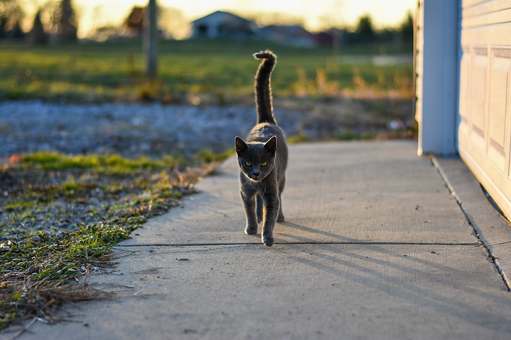 How to read your cat’s tail language? | by Icy- House Of Cats | Medium
