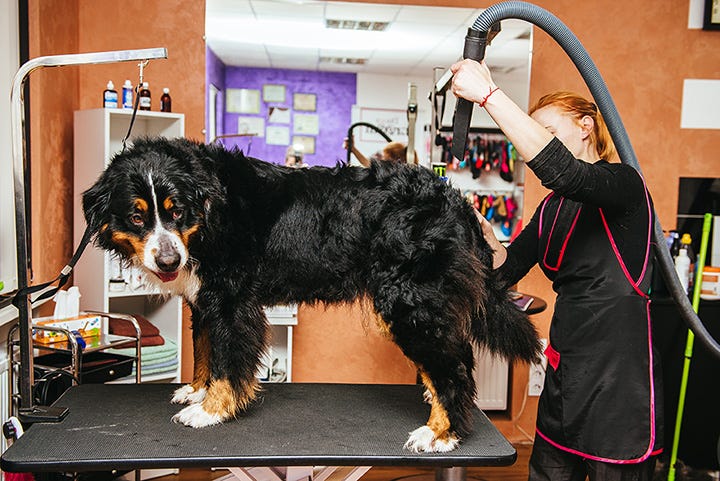 Dog Grooming Wake Forest