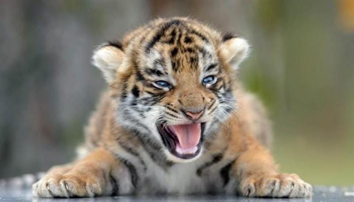 Tiger says “Rawr”!. Just wanted to make a special note… | by M. Sparrow ...