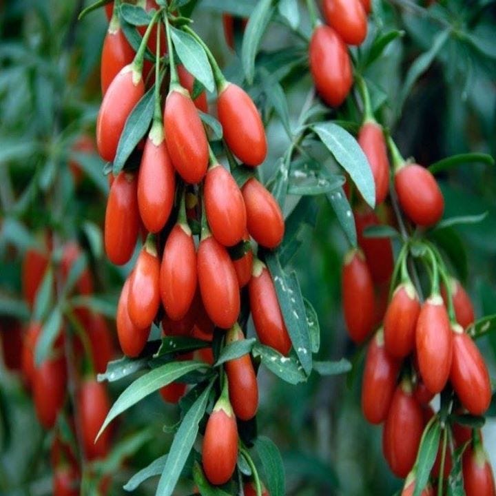 Goji berry’nin mucizevi faydaları | by Haber ihbar Hattı | Medium