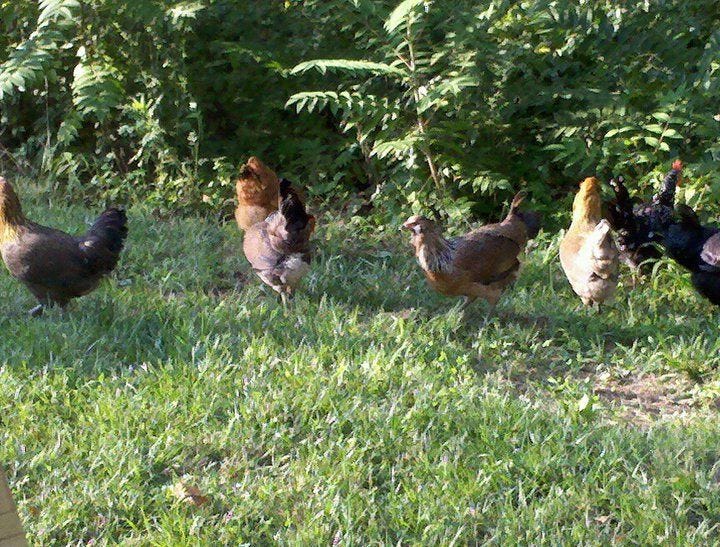 Is Longhorn a Breed Of Chicken? - Backyard Chicken News - Medium