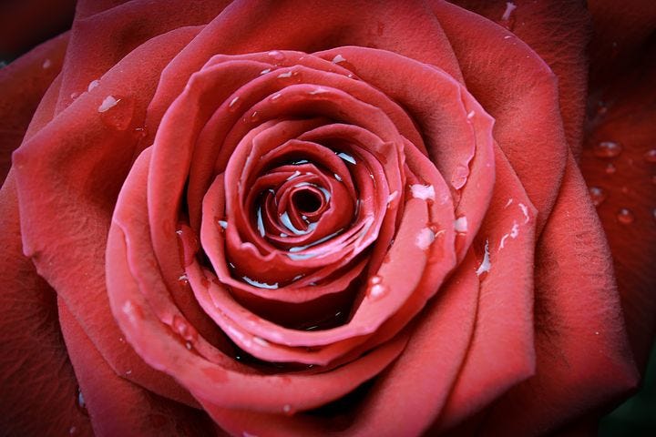 I Am The Rose. I am the rose | by Violet James | Medium