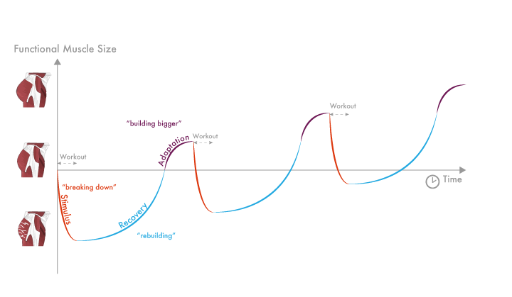 The Importance of Recovery — Understanding The SRA Curve | by Evan ...