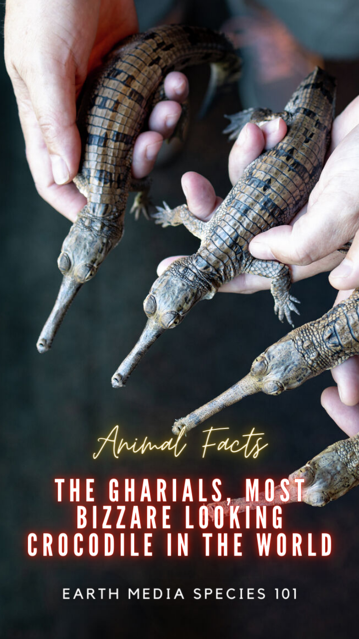 The Gharials, Most bizzare Looking Crocodile in the World | by YouTube ...