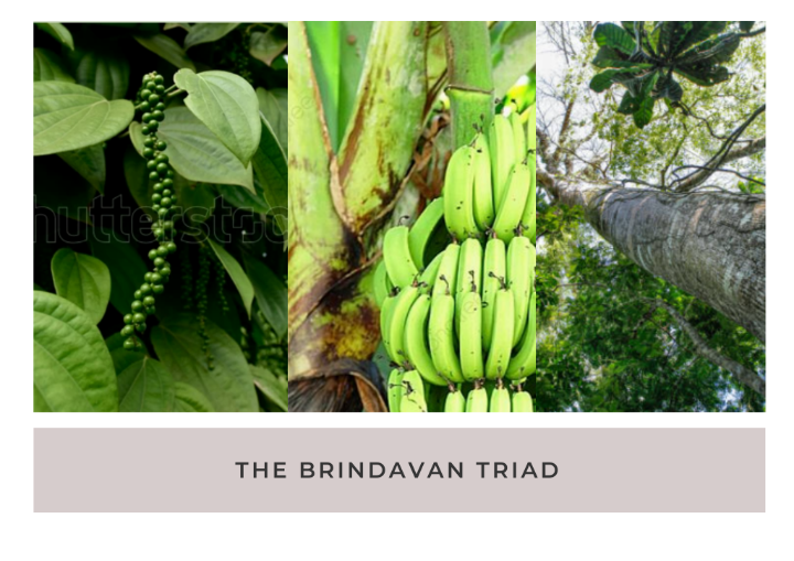 Vriksha Farms Launches Brindavan Estates and the Revolutionary Triple ...