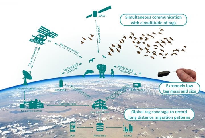 The Internet of Animals: Connecting Nature Like Never Before | by ...