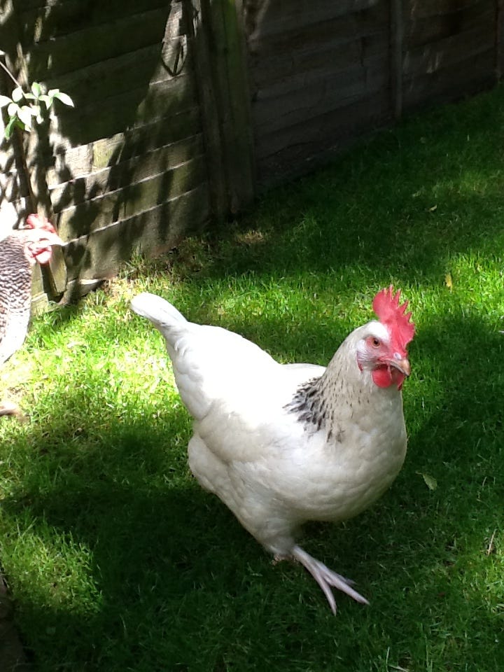 Why did the chicken cross the road? | by Janice Taylor | Medium