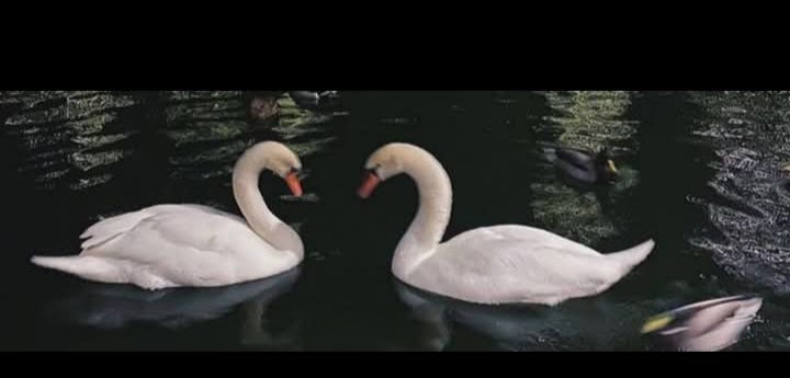 Swan: The Symbol of Loyalty. Eternal Love | by Dua Batool | The Ink ...