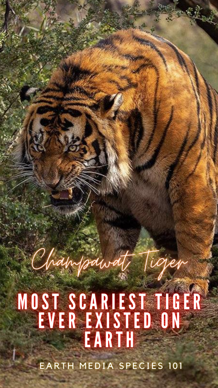 Most Scariest Tiger Ever Existed on Earth | by YouTube | Earth Media ...