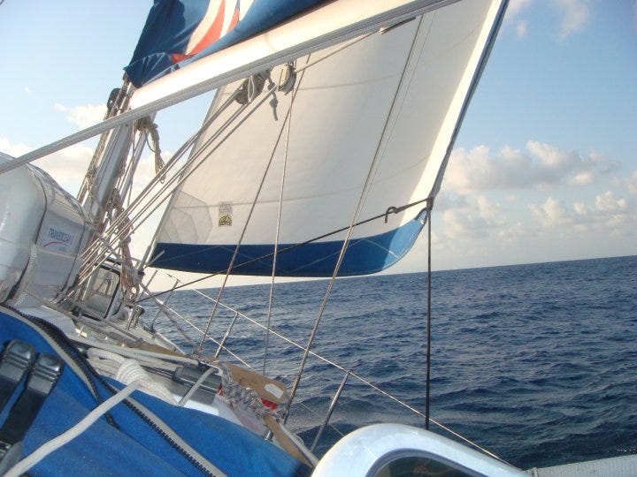 Sailing With Sharks. Chasing my passion for a good cause | by Stevana ...