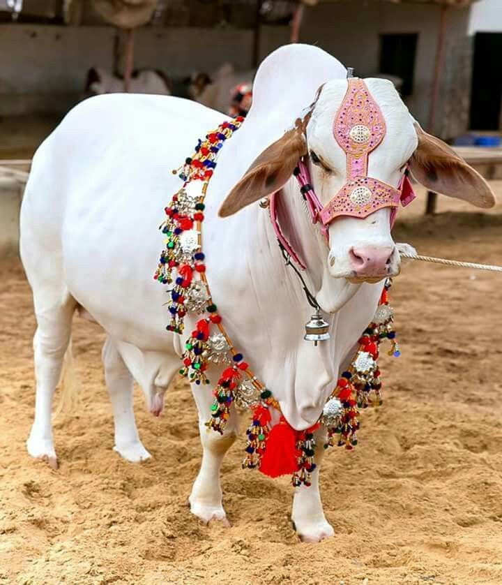 How to Survive When A Running Cow behind You | by Aqdus Governer | Medium