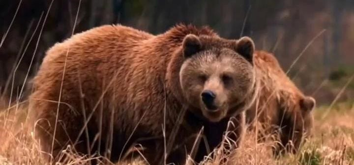 The Journey of Two Bear Cubs. human capability to face challenges… | by ...