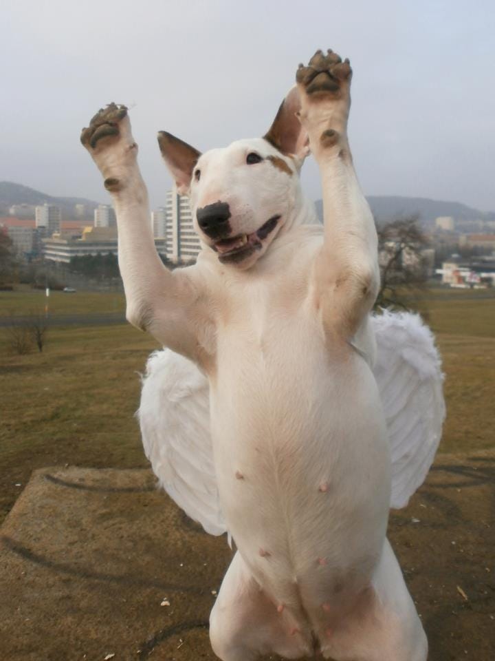 Our Minor Angels. Dogs are minor angels, and I don’t mean… | by ...