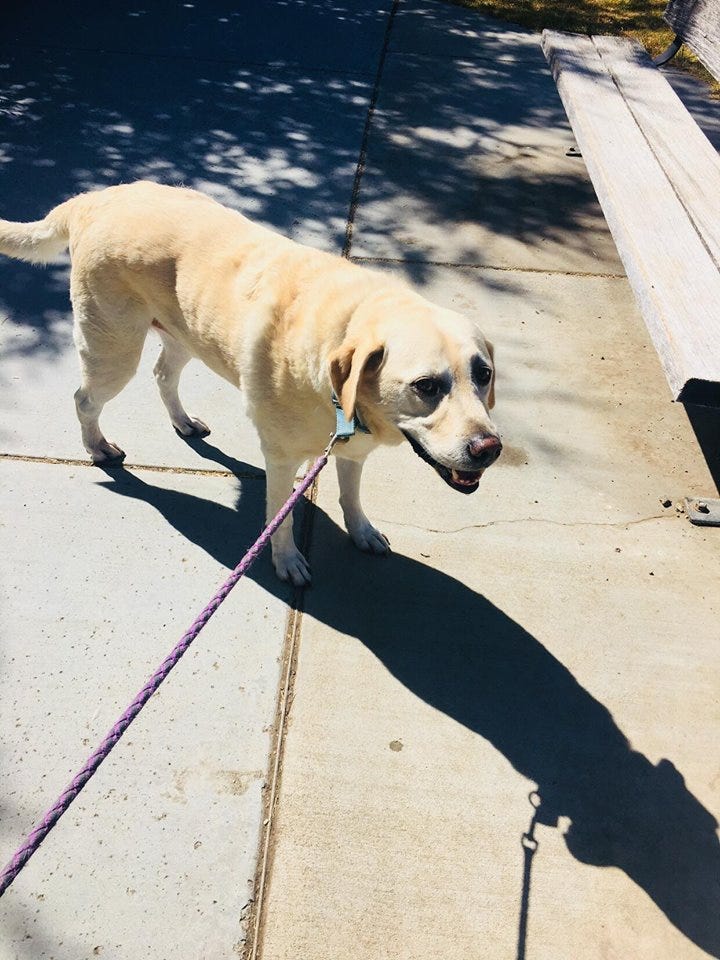 Safe and Secure Dog Walkers in San Jose | by Dog Fit Unlimited | Medium