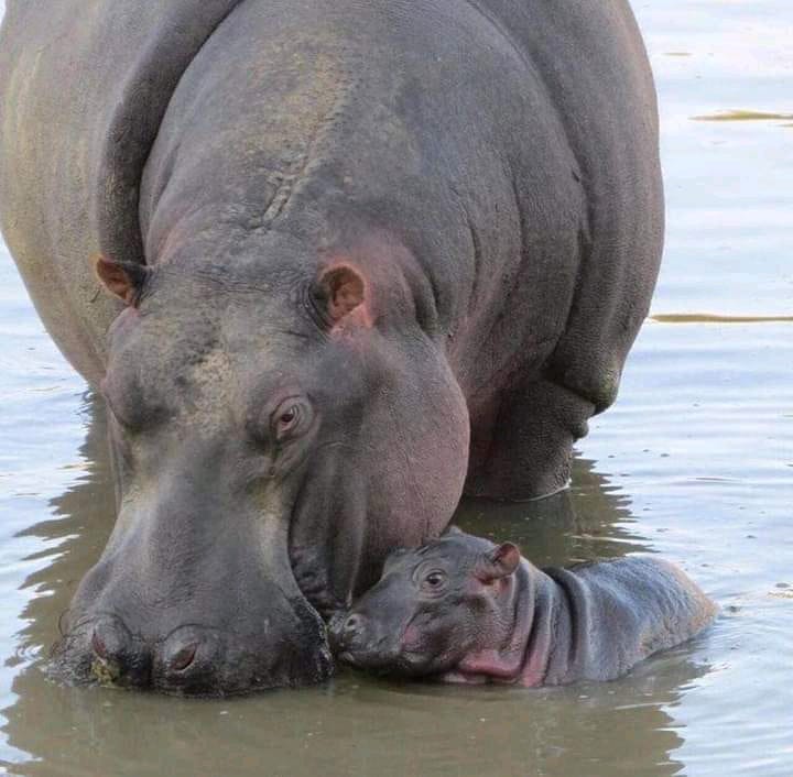 Mara River Majesty: A Tale of Hippos and Crocodiles, | by Daniel Kimani ...