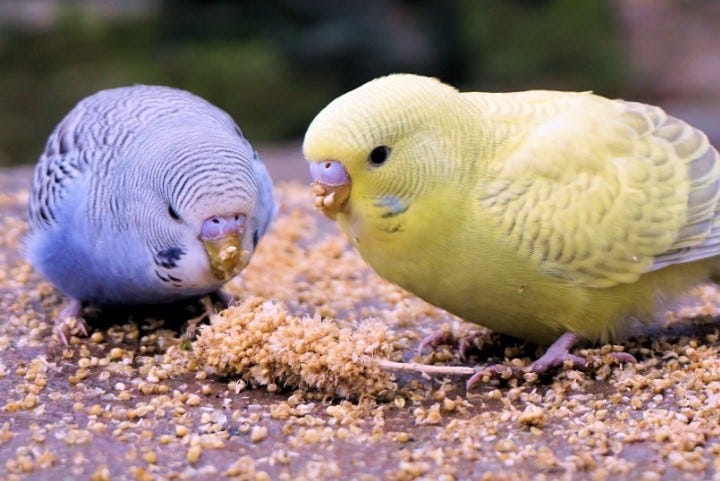 Makanan Favorit Burung Parkit. Oke masih berjumpa kembali di website ...