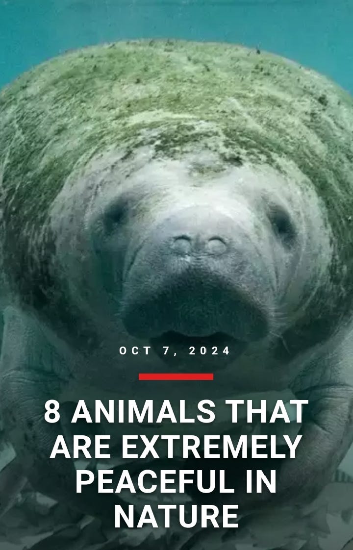 Top 8 Animals That Are Extremely Peaceful in Nature | by Safikamboh ...