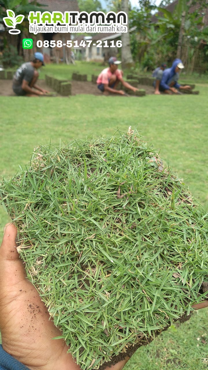 Harga Rumput Jepang Kebumen Termurah | by Rumputtamanmalang | Medium