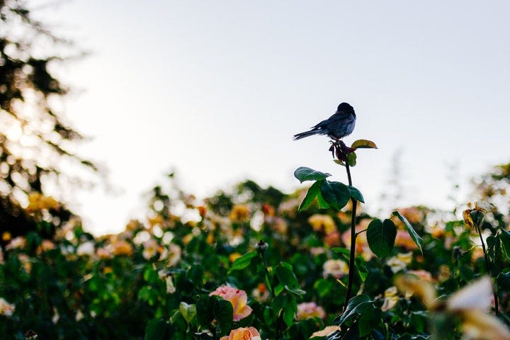The Rose Thicket. A tangled mass of rose thicket sprawled… | by Pam ...