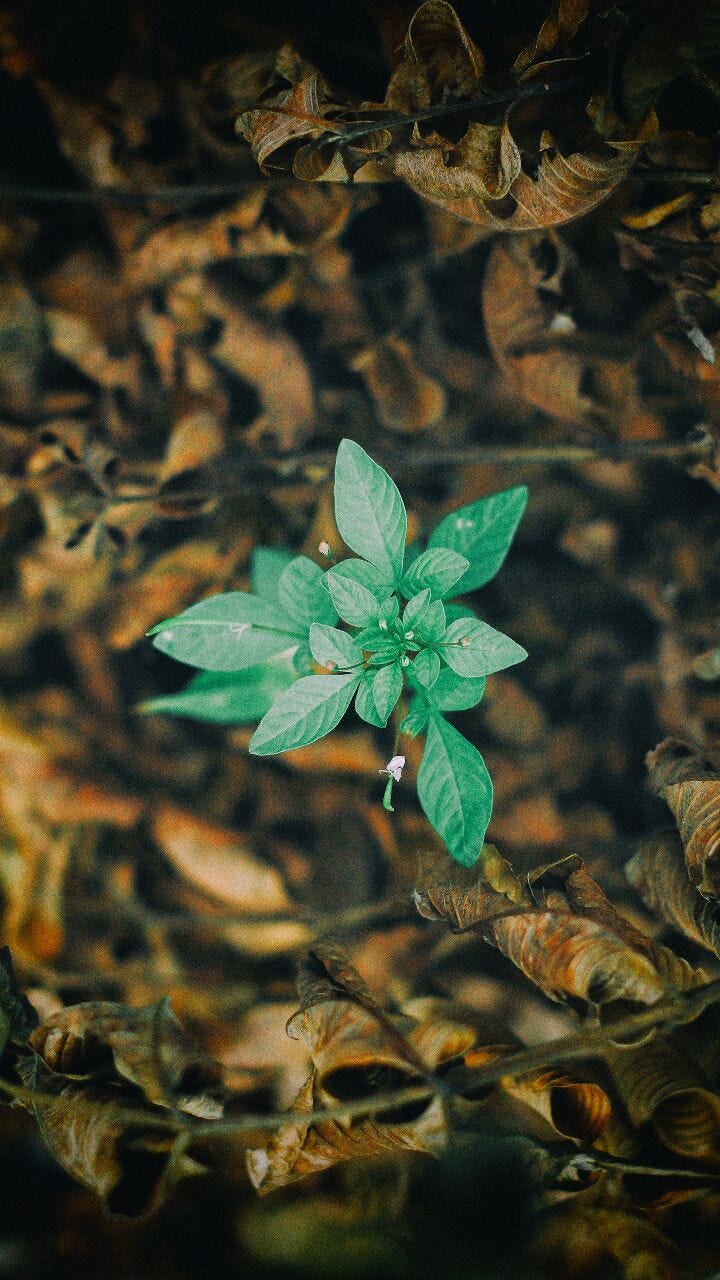 THERE IS STILL HOPE. THERE IS STILL HOPE | by THE PROPHETIC SCRIBE | Medium