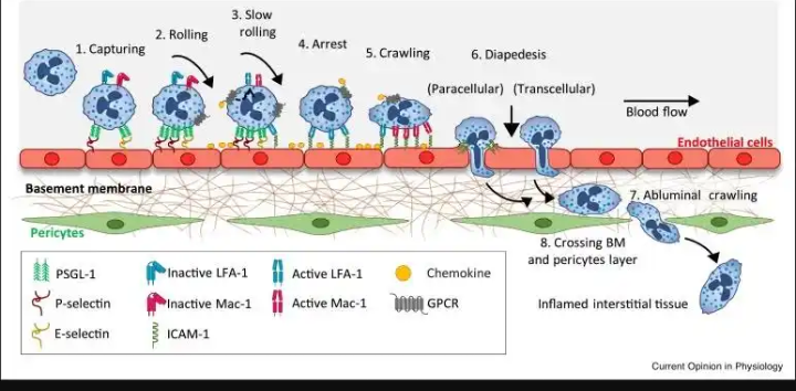 Neutrophil extravasation. The extravasation cascade revisited… | by ...