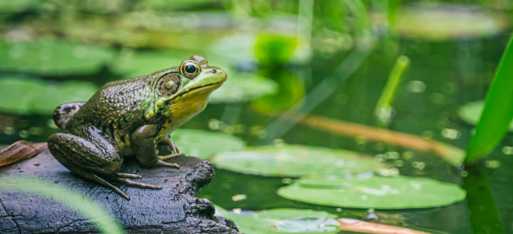 Leap of Curiosity: How A Frog Changed My Life | by Marquis Harris | Medium