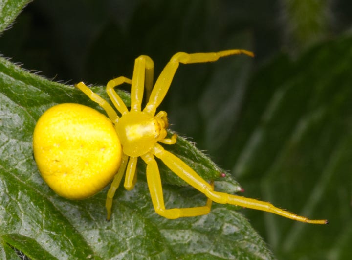 Fascinating Nature #1. Today’s Curiosity: The Flower Crab… | by Ragui ...
