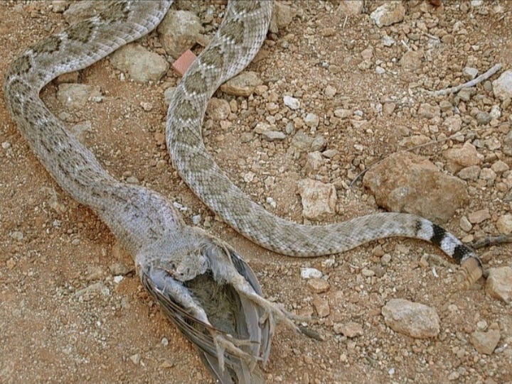 If A Snake Swallows Something Too Big, What Happens? | by Muhammad ...