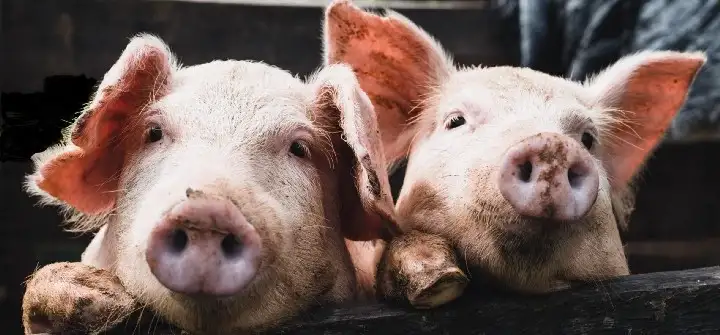 Hogs on the Dance Floor. | Curated Newsletters