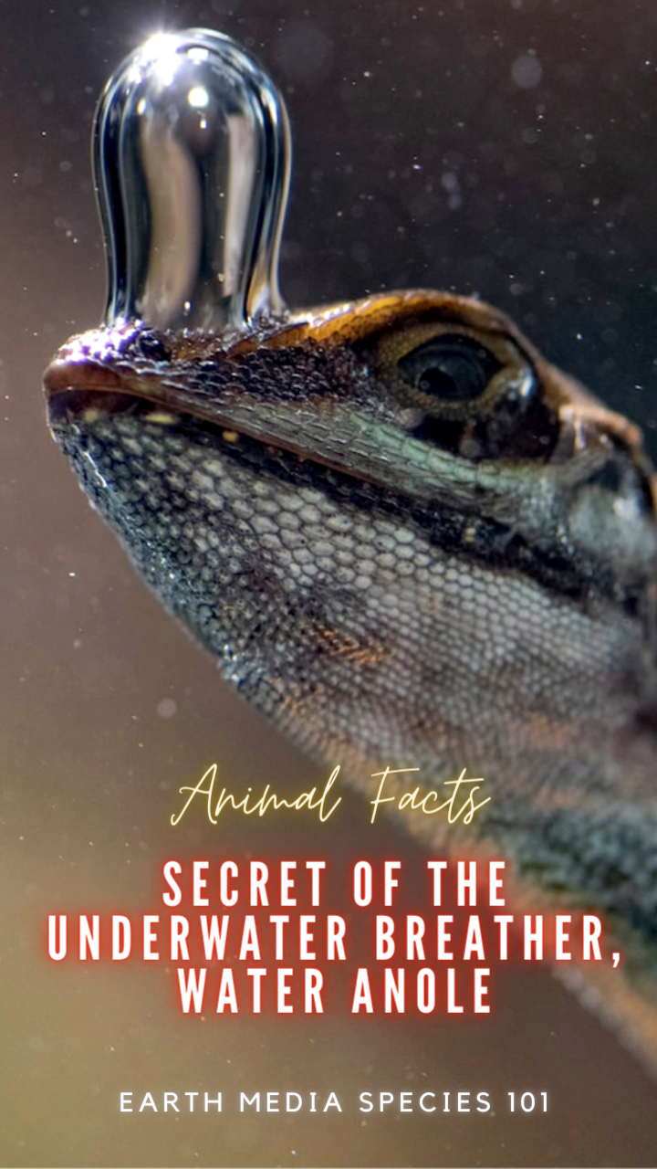 Water Anole | Unveiling the Secrets of the Underwater Breather | by ...