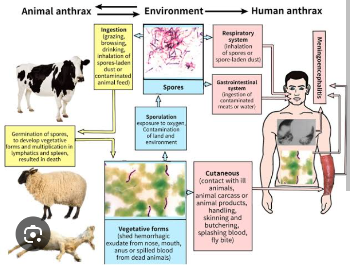 Anthrax deasieas in Animals anthrax…. | by Muhammad Maki | Nov, 2024 ...