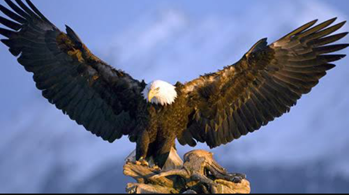 The Seven Principles of an Eagle. | by Wandile Masone | Medium