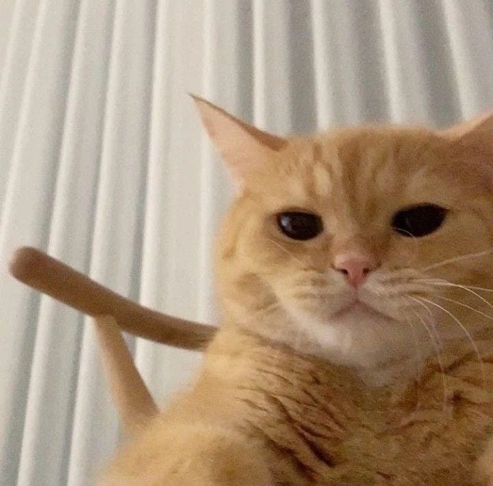 Being a cat - Marsh Mellow - Medium