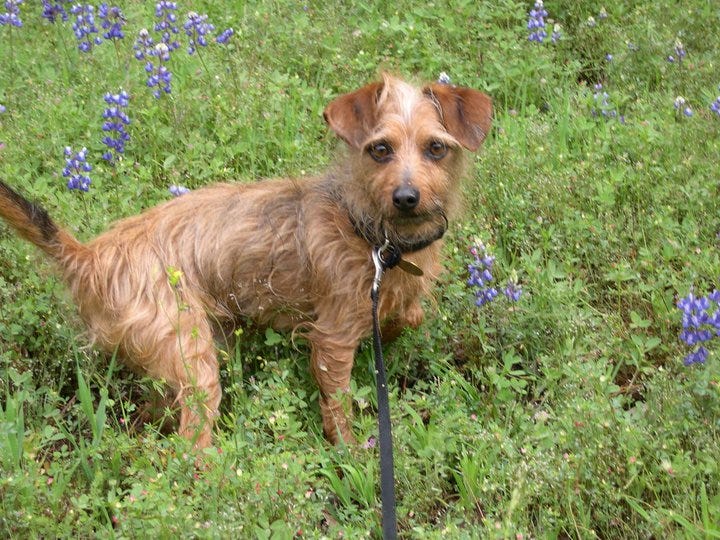 Four Parenting Lessons From My First Fur Baby | by Anna (she/her ...