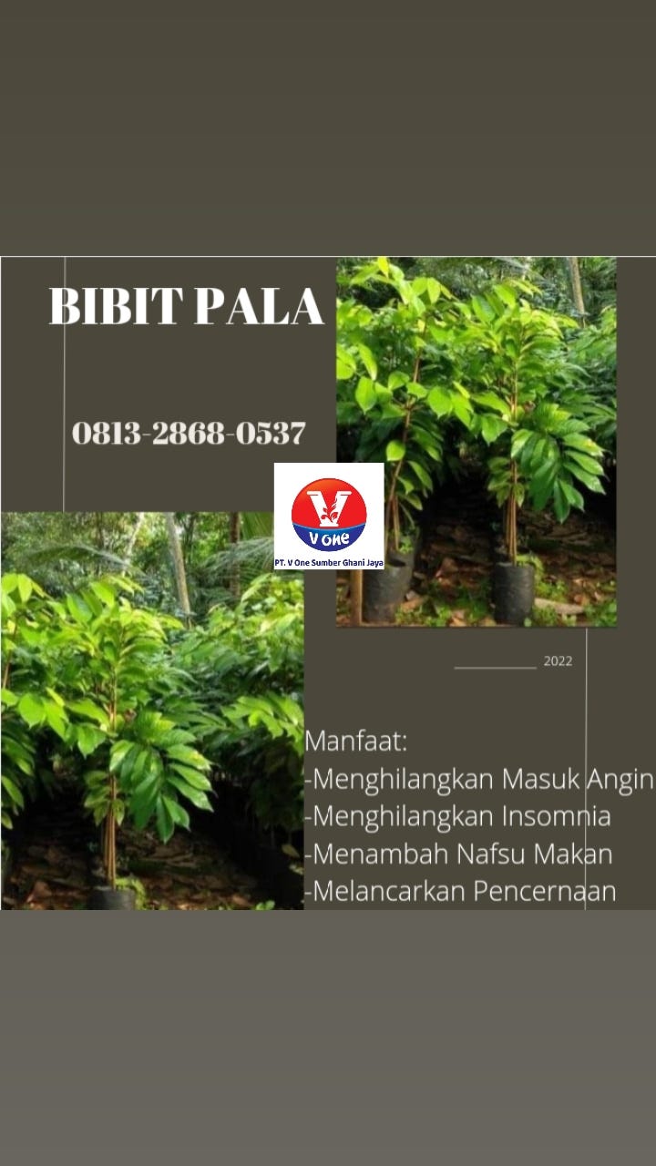 LANGSUNG PETANI !!, CALL 0813–2868–0537 Bibit Pala Bersertifikat Tambak ...