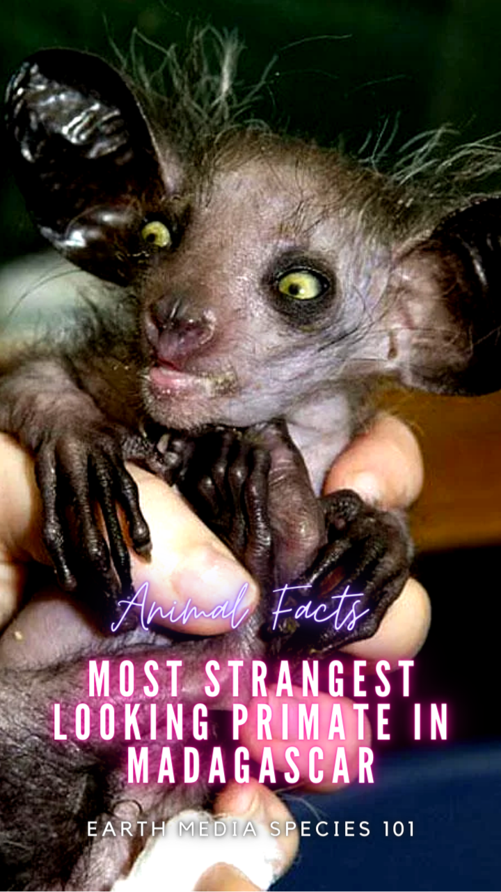 Most Strangest Looking Primate in Madagascar - YouTube | Earth Media ...