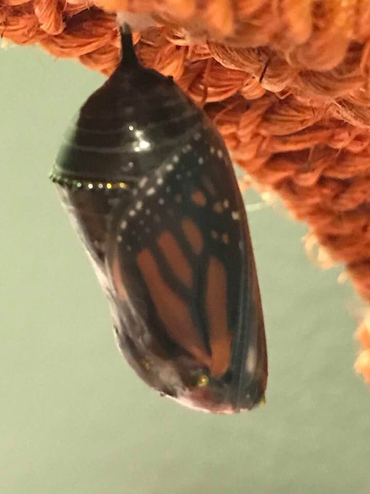 Here, The Awe-Inspiring Monarch Metamorphosis Is Happening Less Often ...