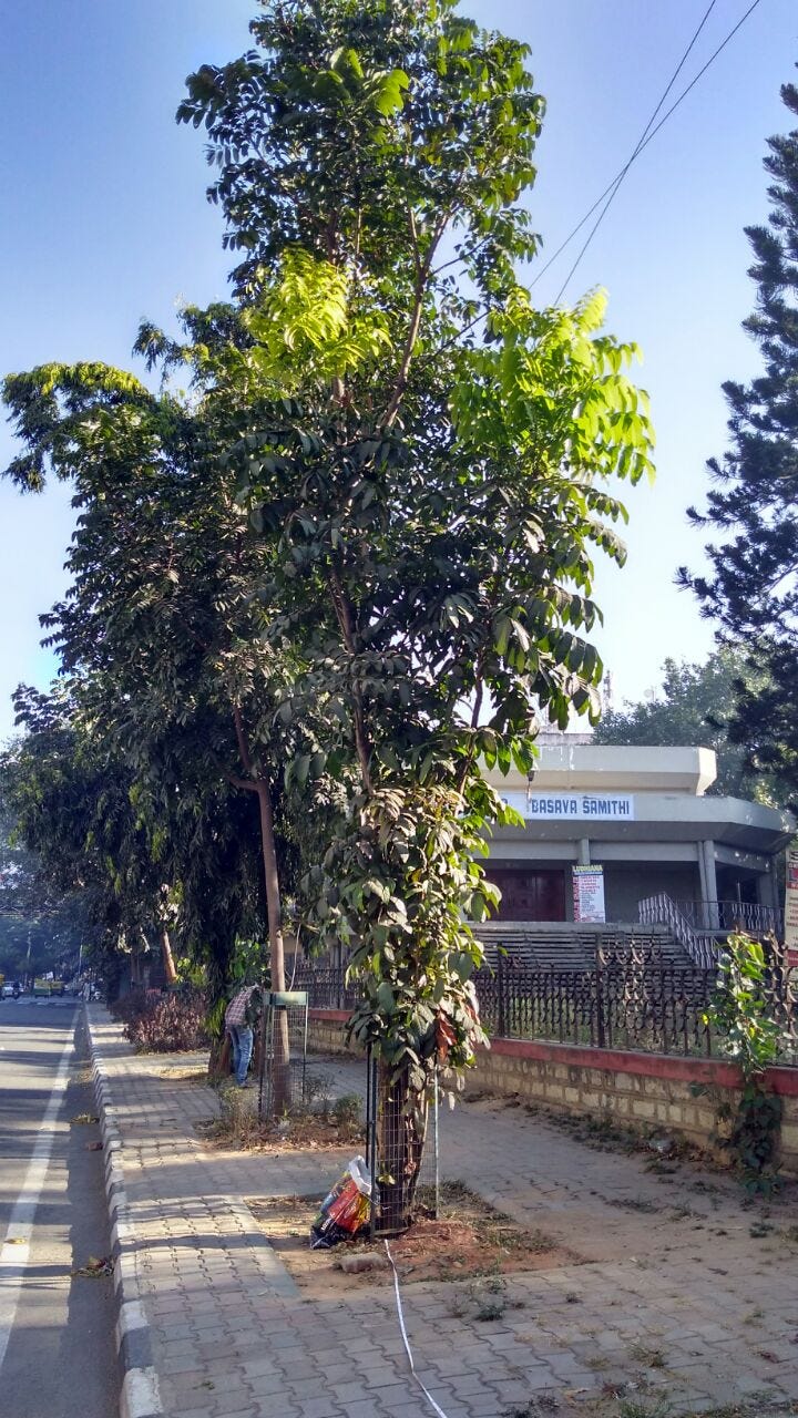 Mapping the first tree. Today, a small team of tree mappers set… | by ...