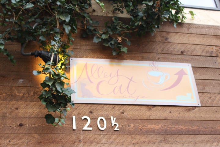 What Makes the Alley Cat Café Stand Out? A Q&A With Manager Hunter ...